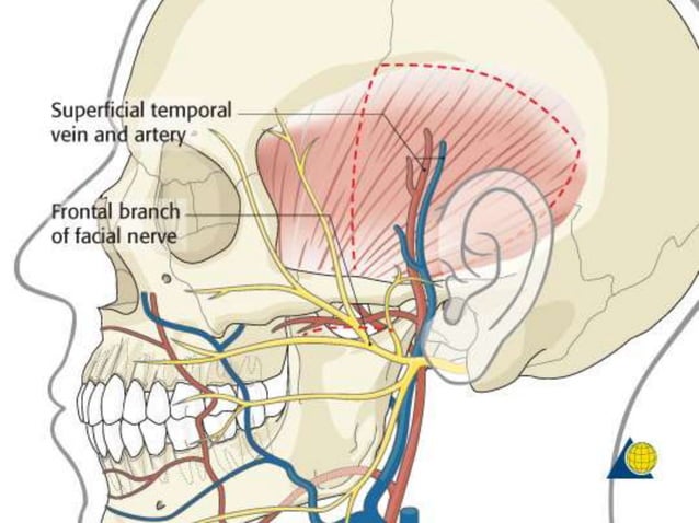 Scalp incision and blood supply | PPTX