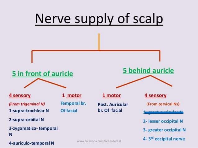 Scalp incision and blood supply | PPTX