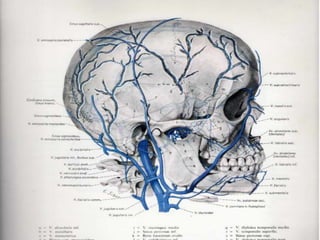 Scalp incision and blood supply | PPTX