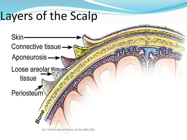 Scalp incision and blood supply | PPTX