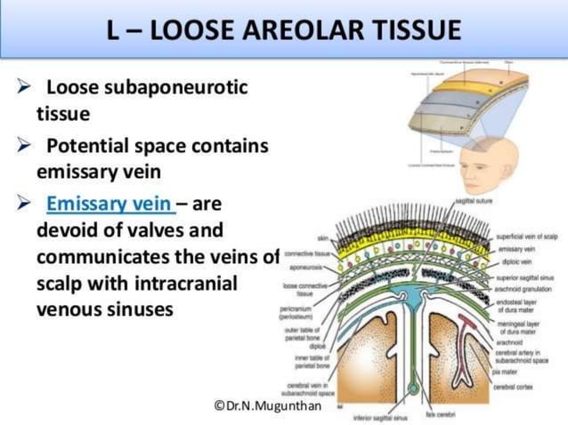 Scalp incision and blood supply | PPTX