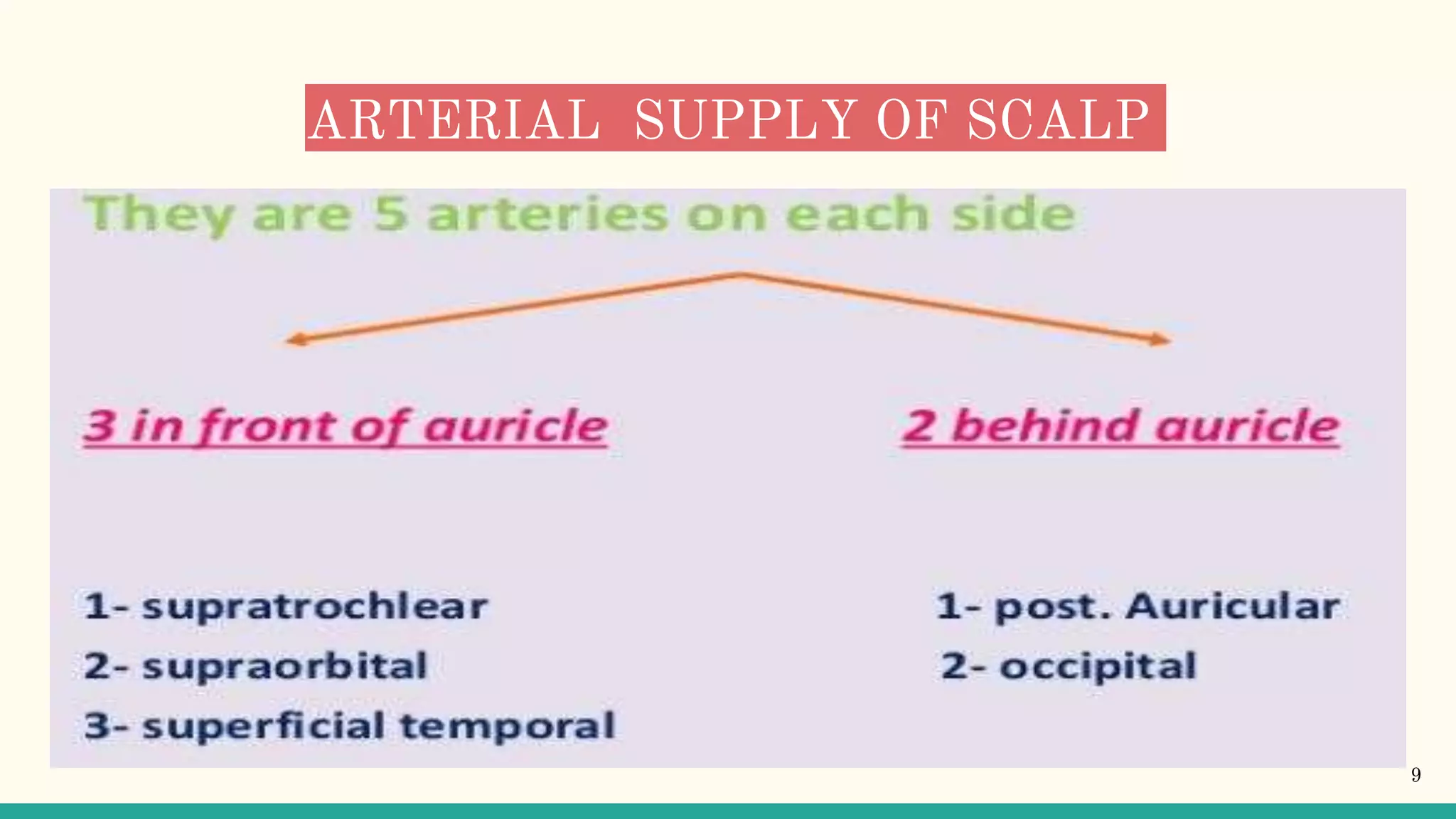 Scalp : Nerve & Blood Supply . | PPTX