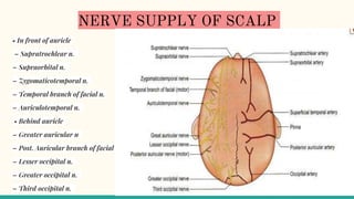 Scalp : Nerve & Blood Supply . | PPTX