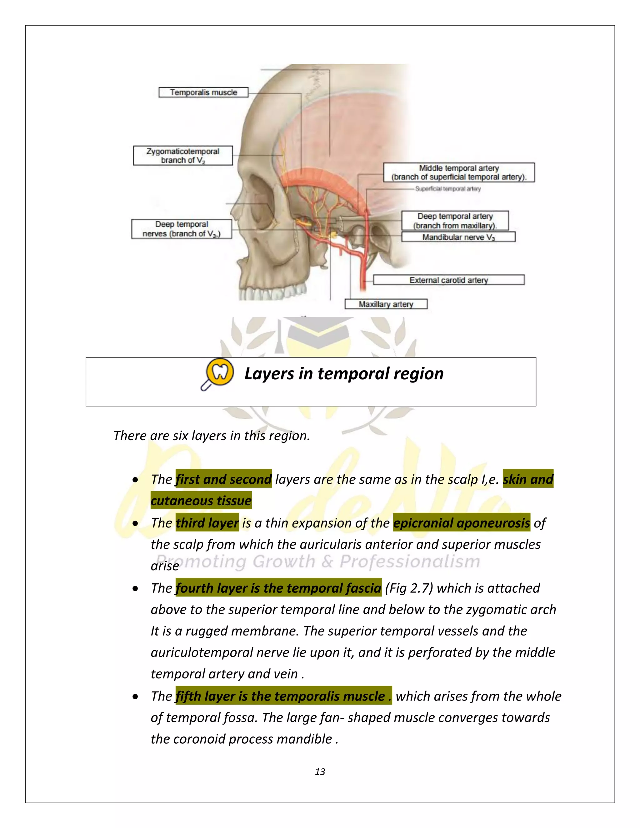 Scalp Anatomy Pdf