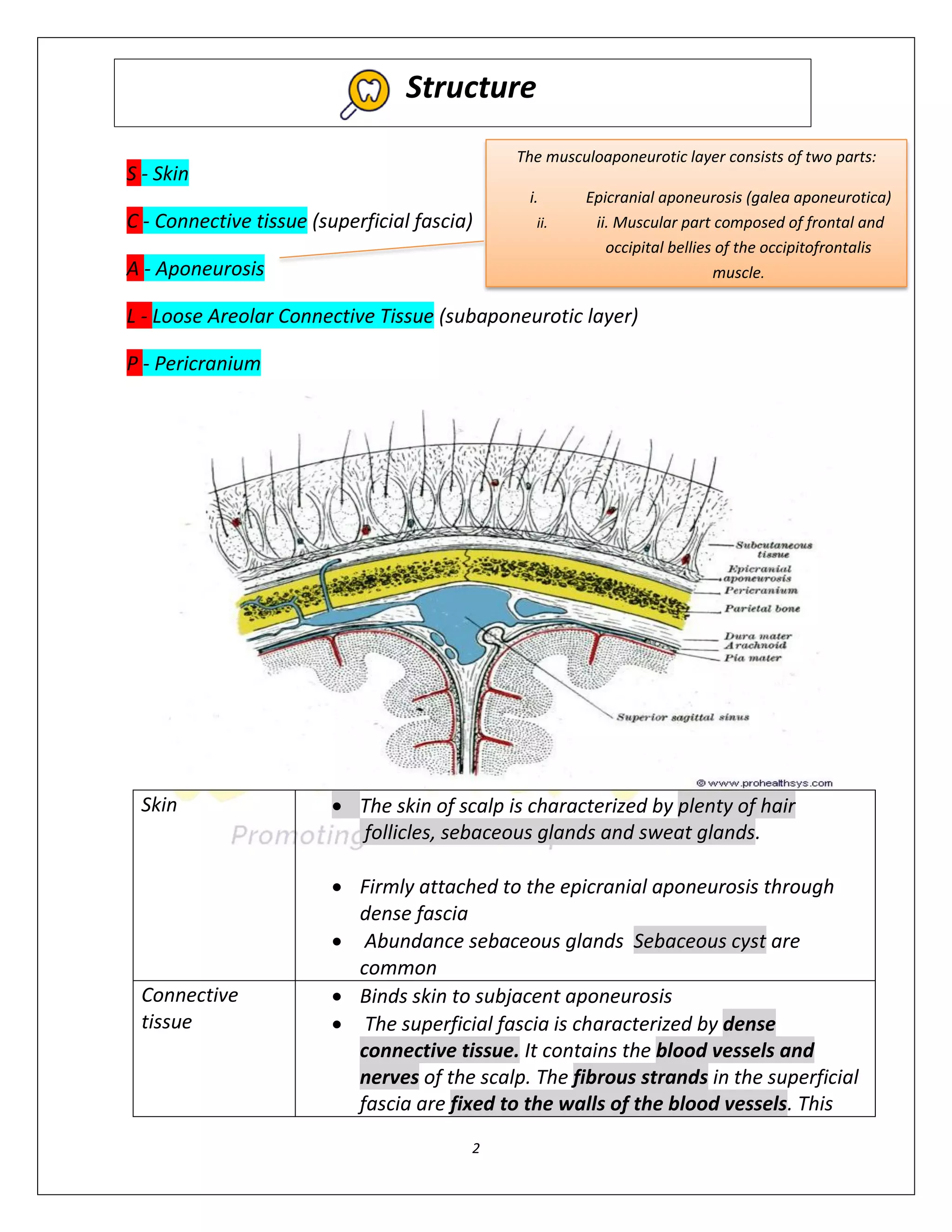 Scalp Anatomy | PDF
