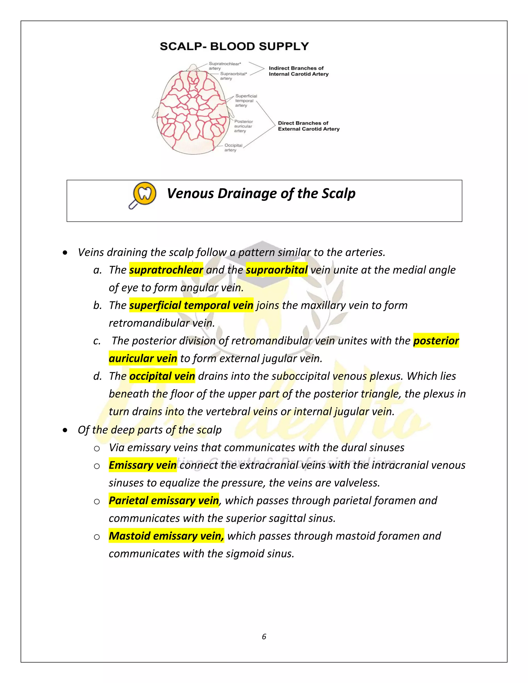 Scalp Anatomy | PDF