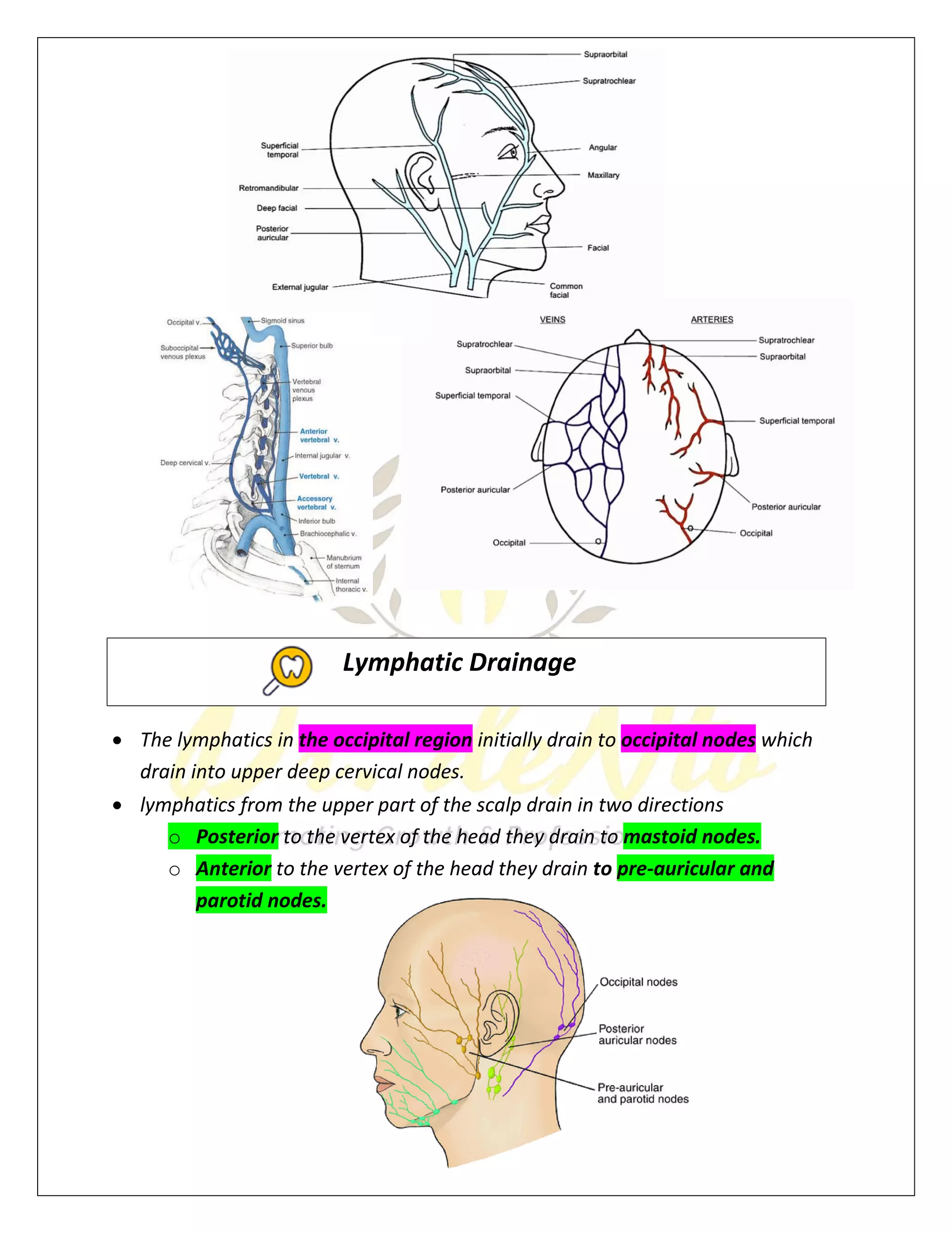 Scalp Anatomy Pdf