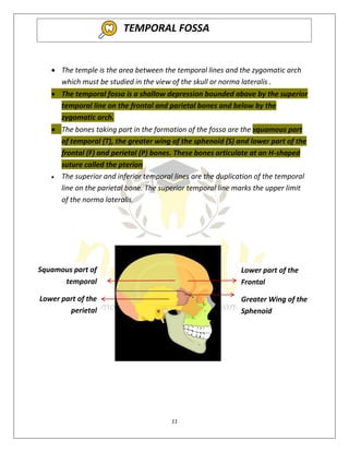 Scalp Anatomy | PDF