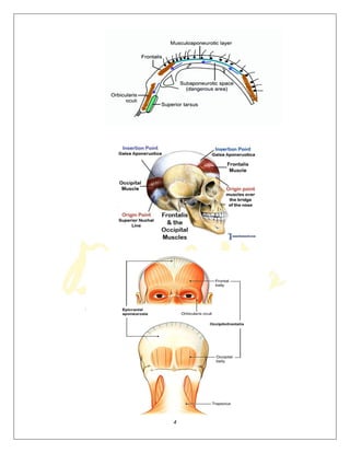 Scalp Anatomy | PDF