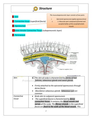 Layers Of Scalp Anatomy