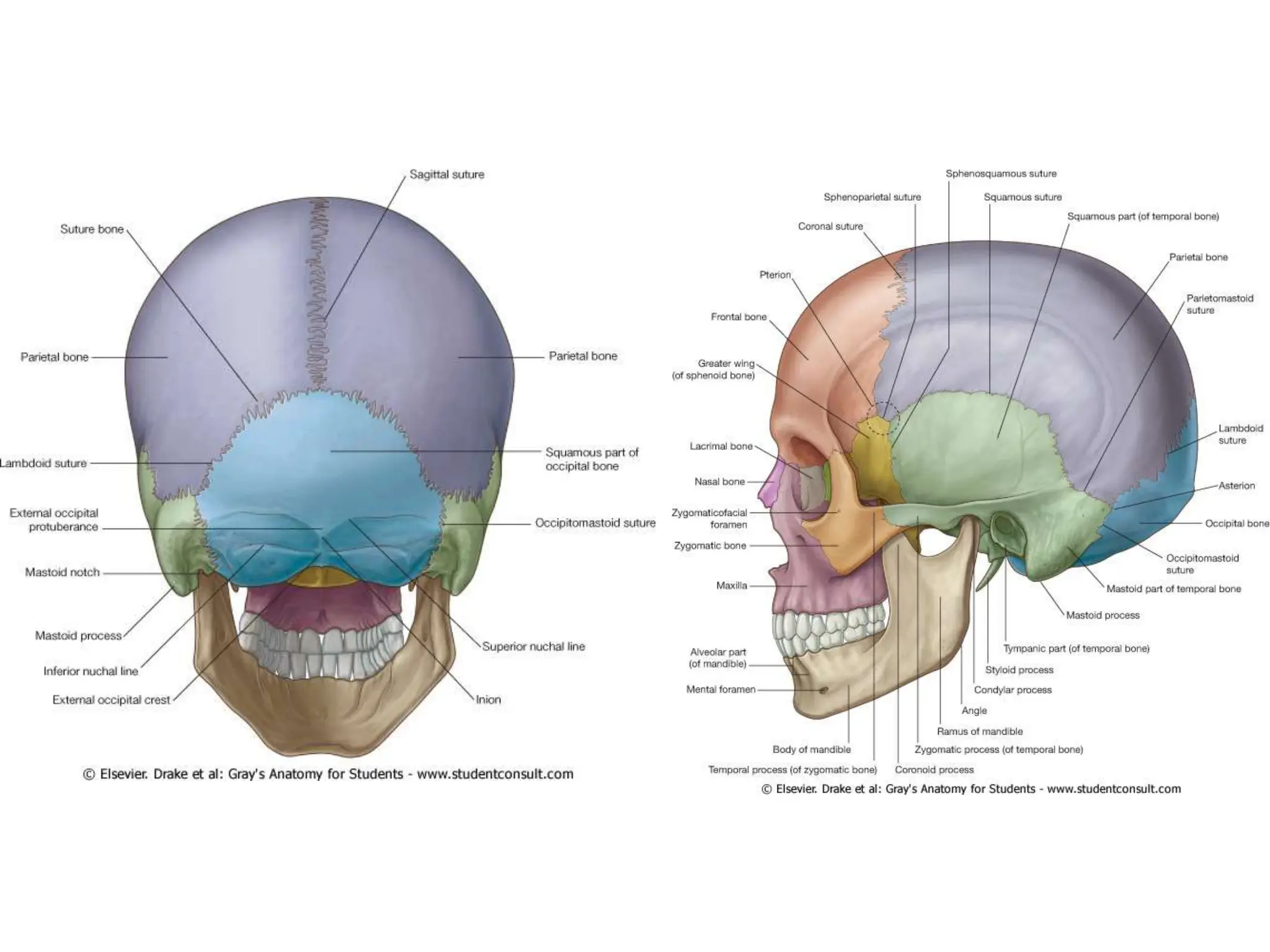 SCALP: tissue that covers calvaria of skull | PPT