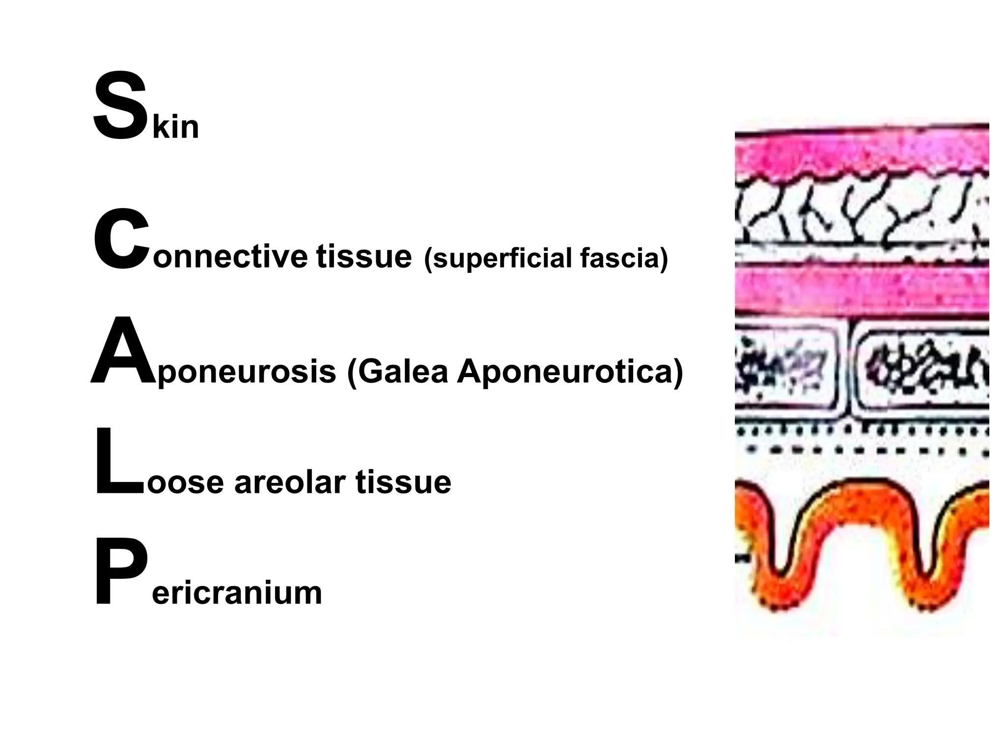 SCALP: tissue that covers calvaria of skull | PPT