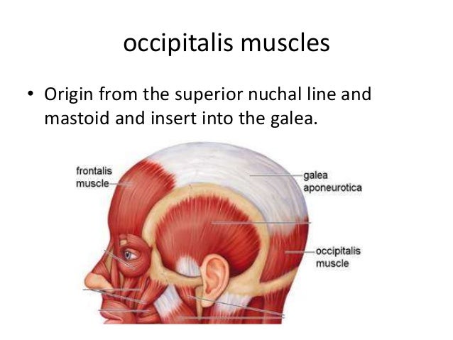 Scalp reconstruction