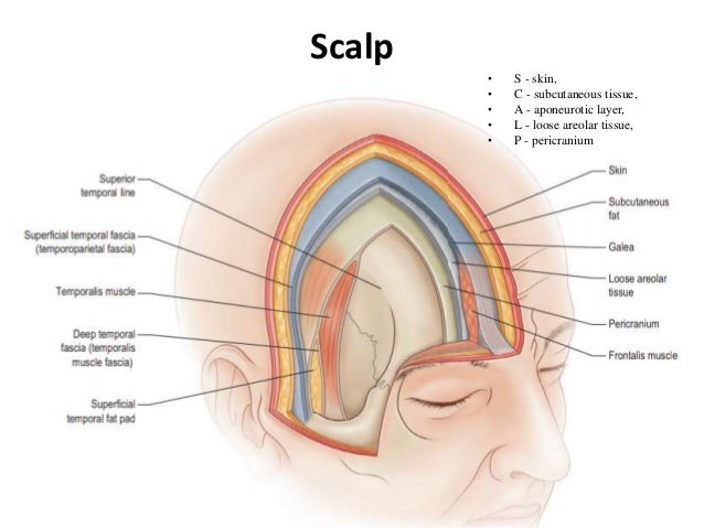 Scalp reconstruction