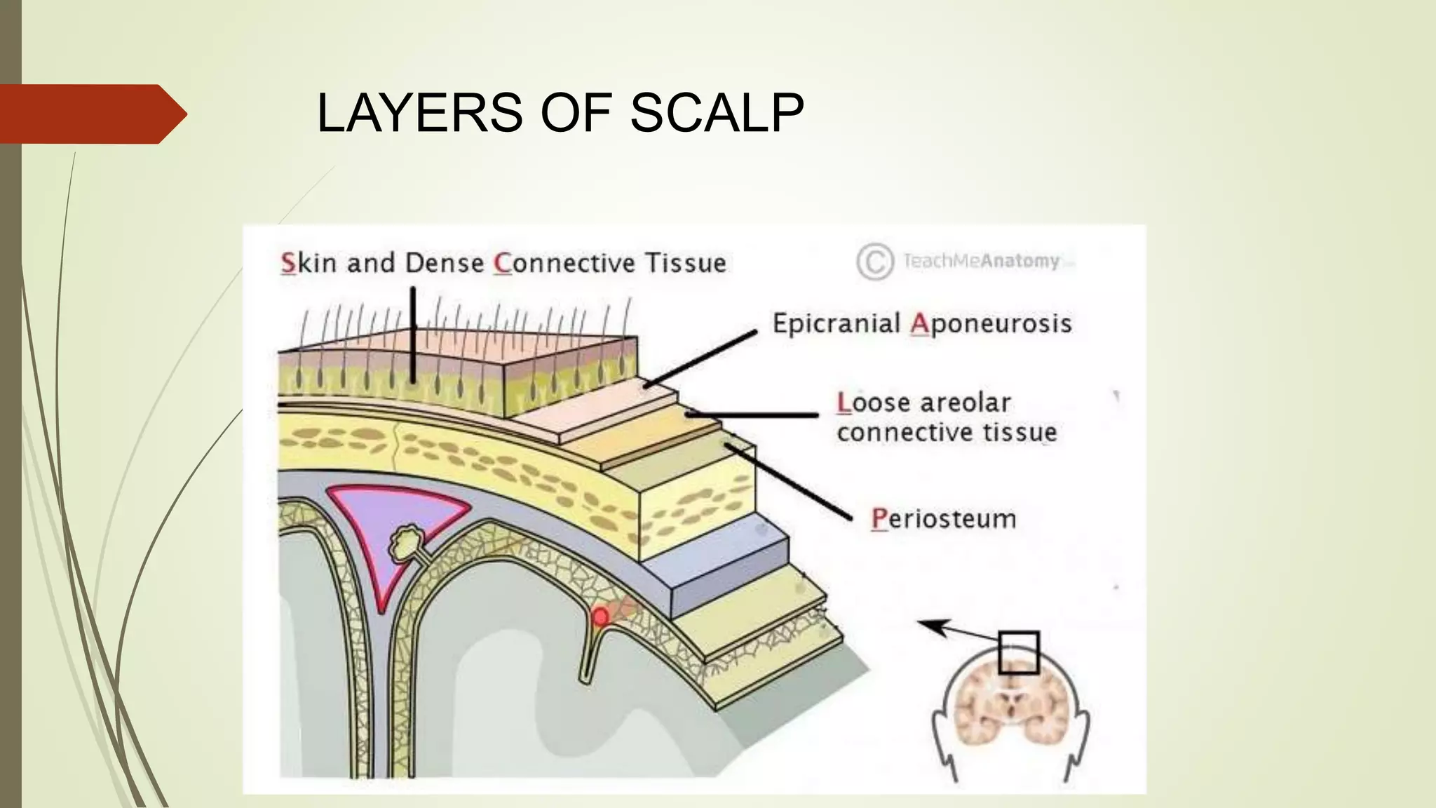 Ortichochea three flap scalp reconstruction by Dr Ali Mujtaba | PPTX