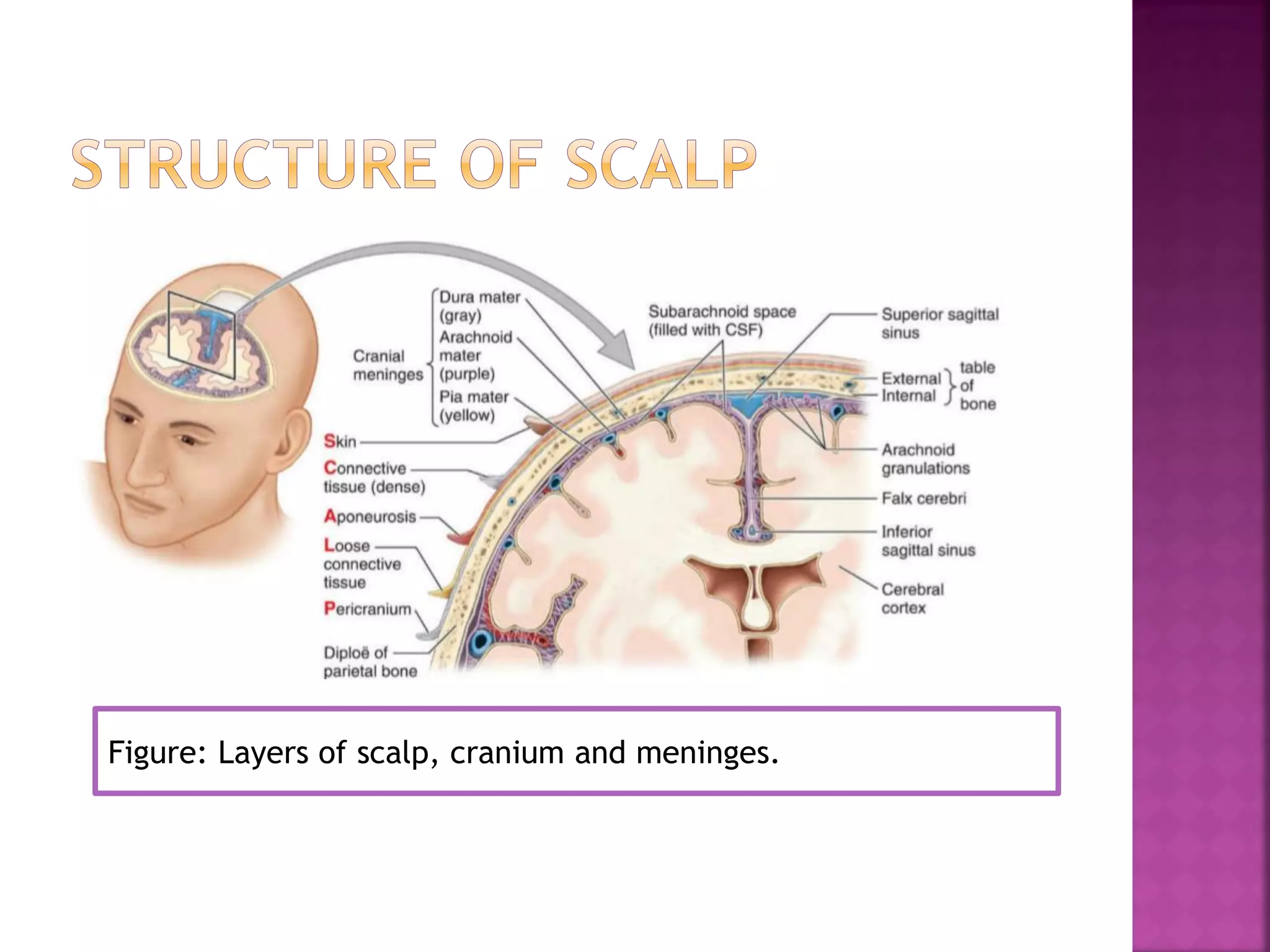 Scalp, temple and face | PDF