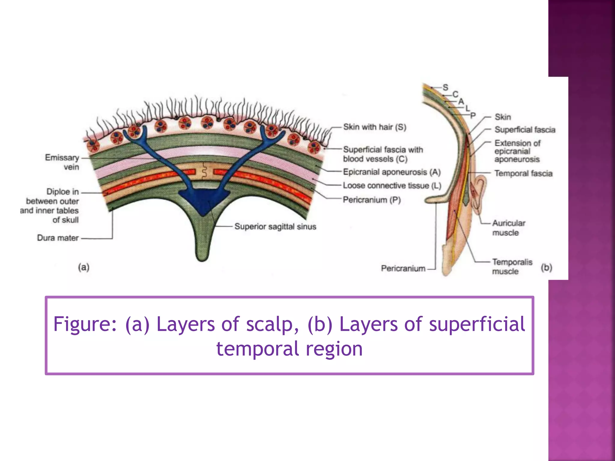 Scalp, temple and face | PDF