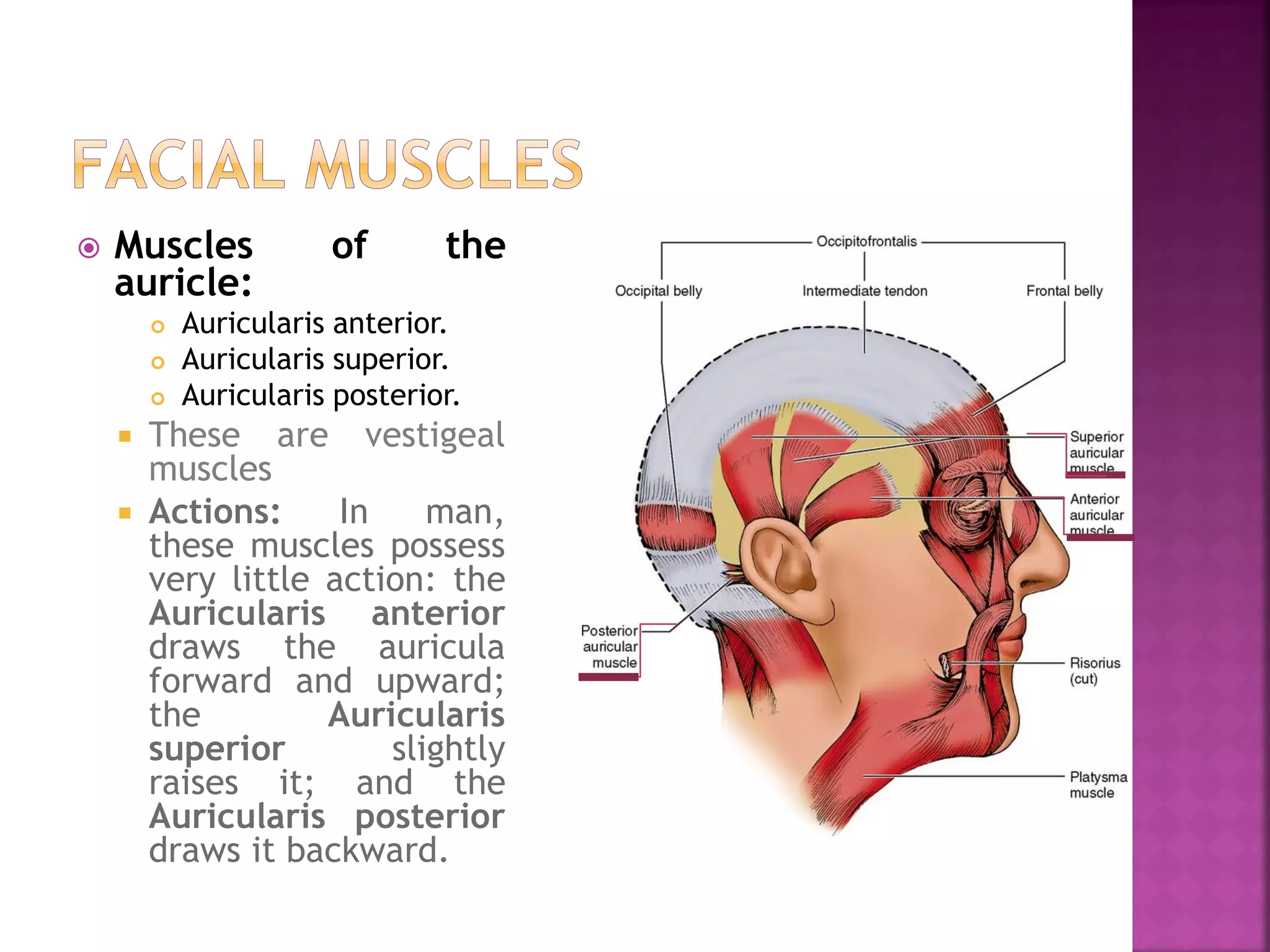 Scalp, temple and face | PDF