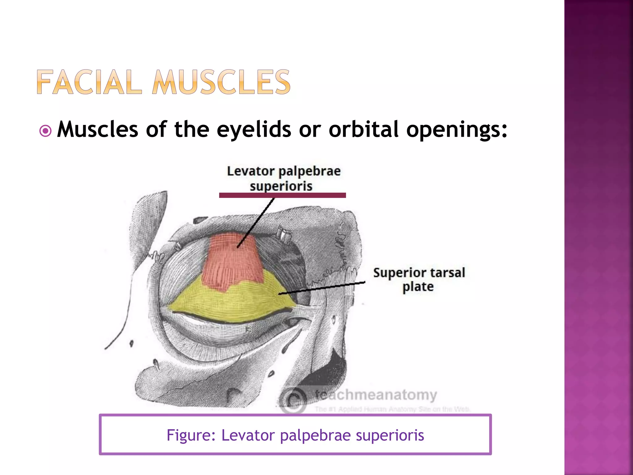Scalp, temple and face | PDF