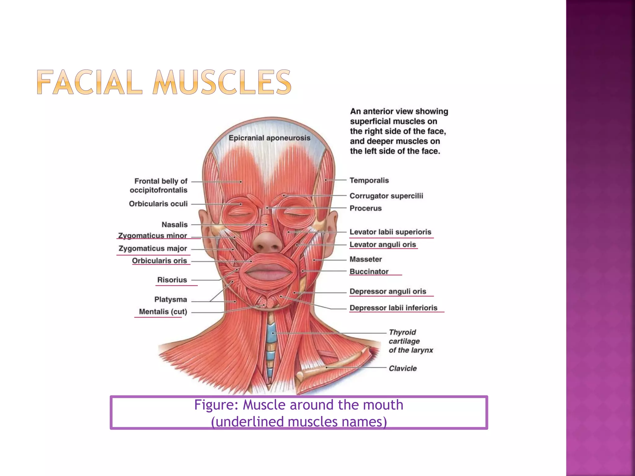 Scalp, temple and face | PDF