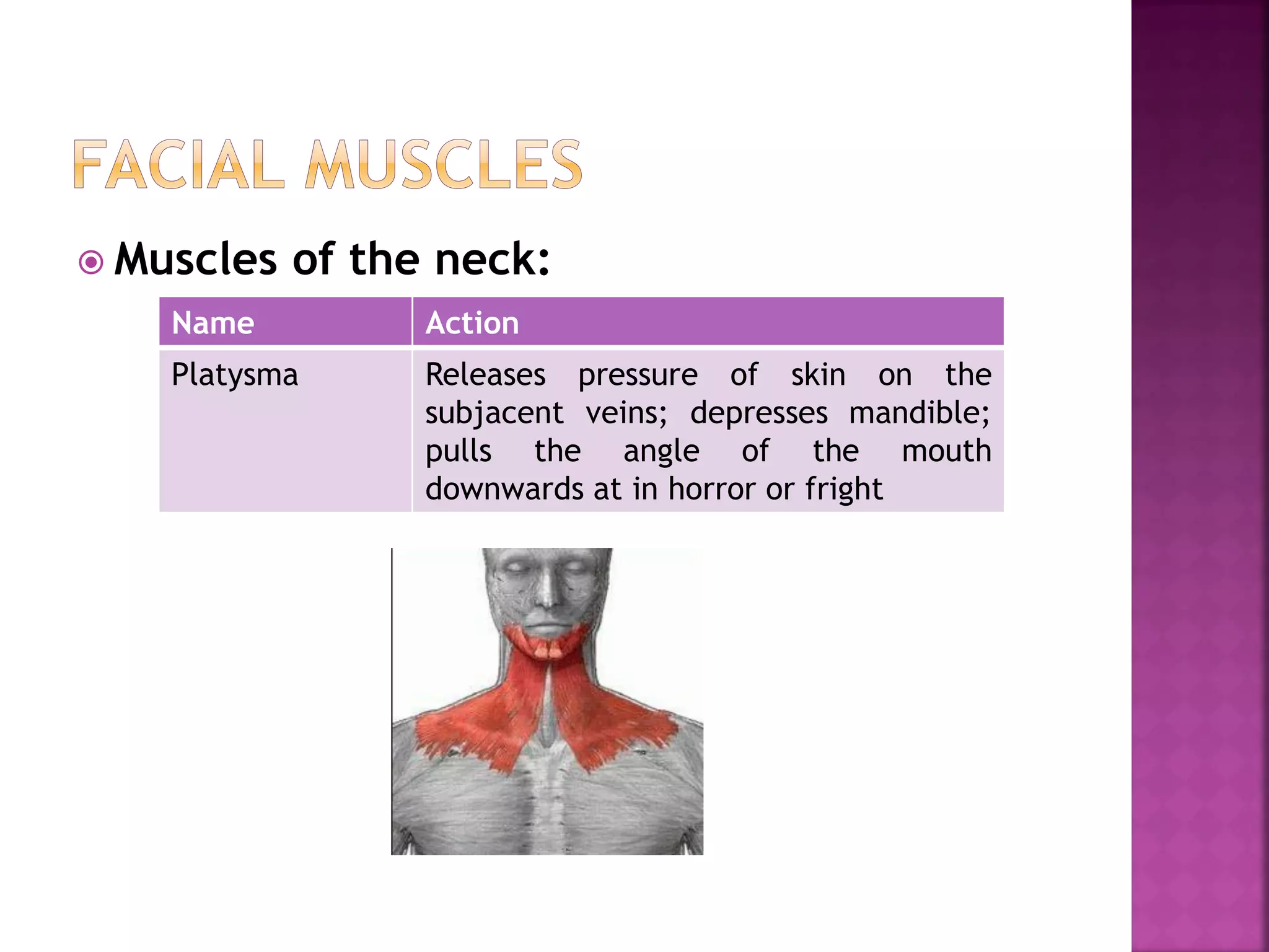 Scalp, temple and face | PDF