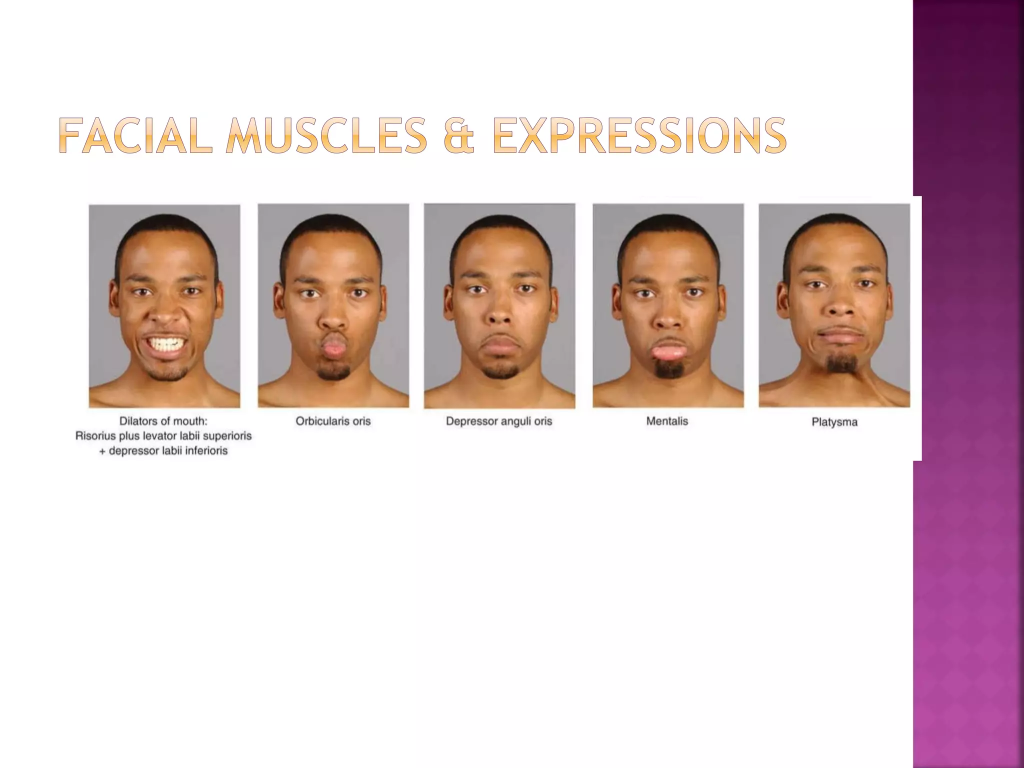 Scalp, temple and face | PDF