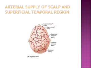 Scalp, temple and face | PDF