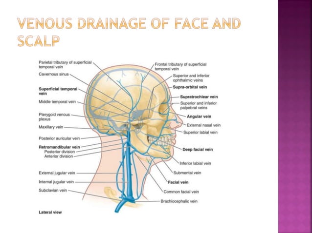 Scalp, temple and face | PDF