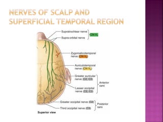 Scalp, temple and face | PDF