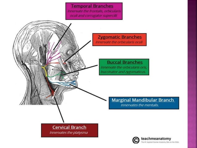 Scalp, temple and face | PDF