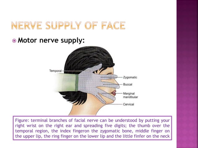Scalp, temple and face | PDF