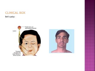 Scalp, temple and face | PDF
