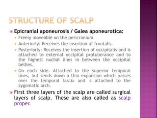 Scalp, temple and face | PDF