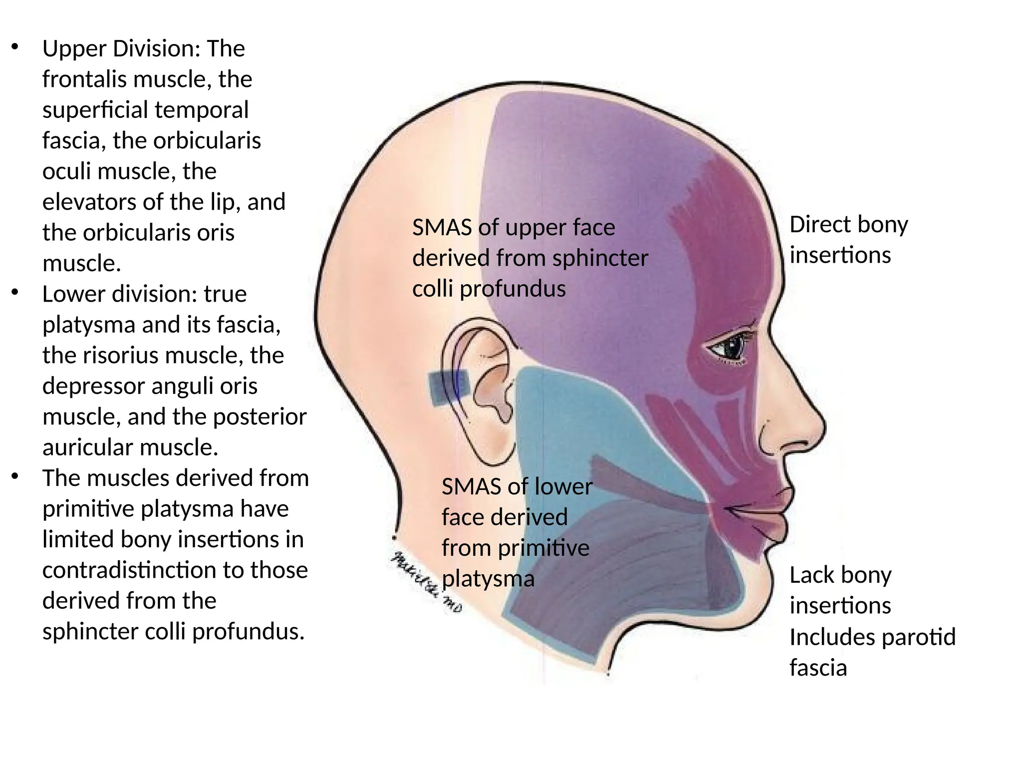 Anatomy of the Scalp, Temple, Face, including facelift | PPTX