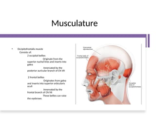 Anatomy of the Scalp, Temple, Face, including facelift | PPTX