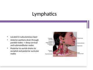 Anatomy of the Scalp, Temple, Face, including facelift | PPTX