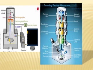 Scanning electron microscope | PPT