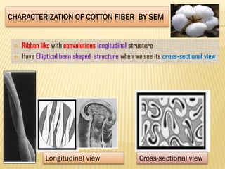 Scanning electron microscope | PDF