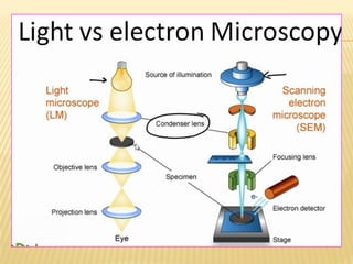 Scanning electron microscope | PPT