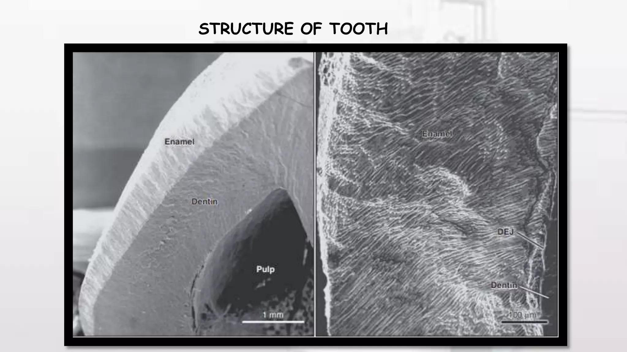Scanning electron microscope | PPTX