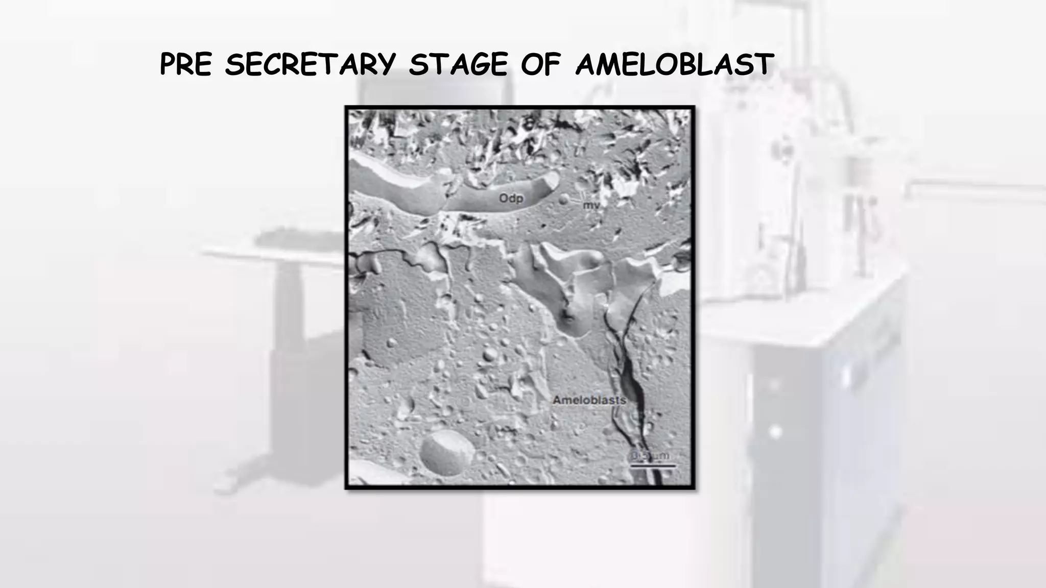 Scanning electron microscope | PPT