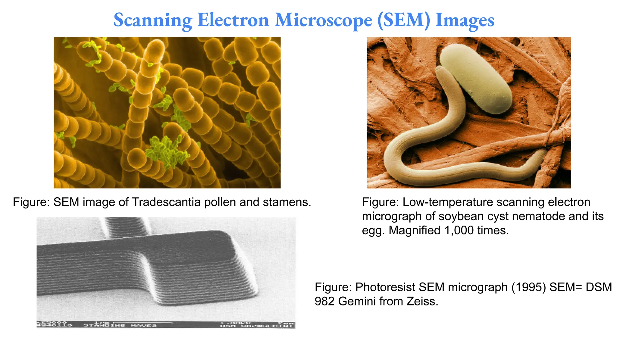 General microbiology and microbial diversity - scanning electron ...
