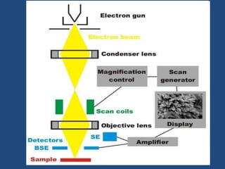 Scanning electron microscope (sem) | PPTX