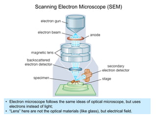 Scanning Electron Microscope (SEM).pdf op | PDF