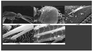 Scanning electron microscopy-SEM | PPTX