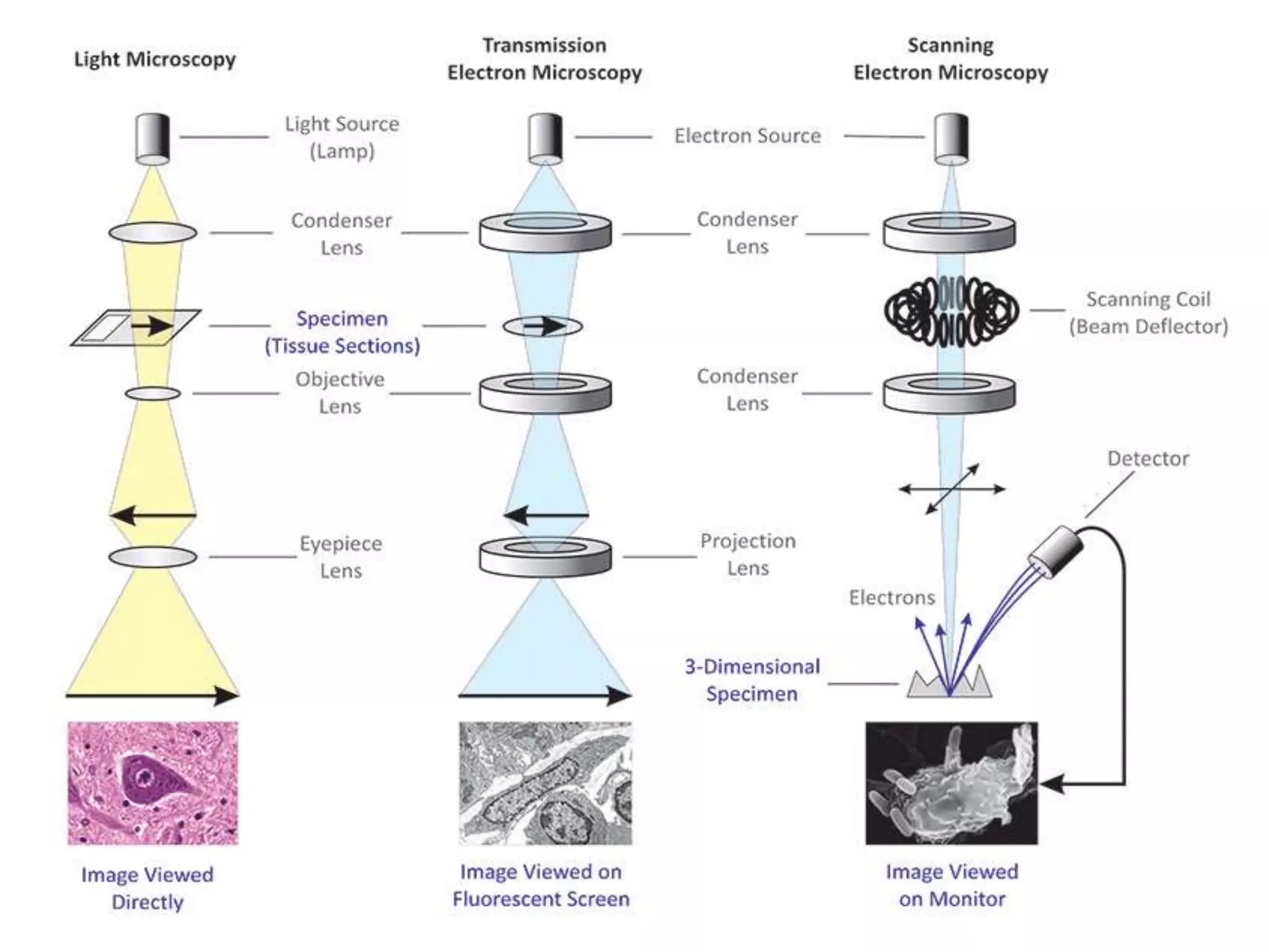 Scanning electron microscopy | PPTX | Physics | Science