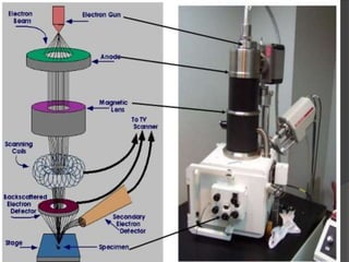 Scanning electron microscopy | PPTX | Physics | Science