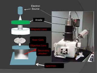 Scanning electron microscopy | PPTX | Physics | Science