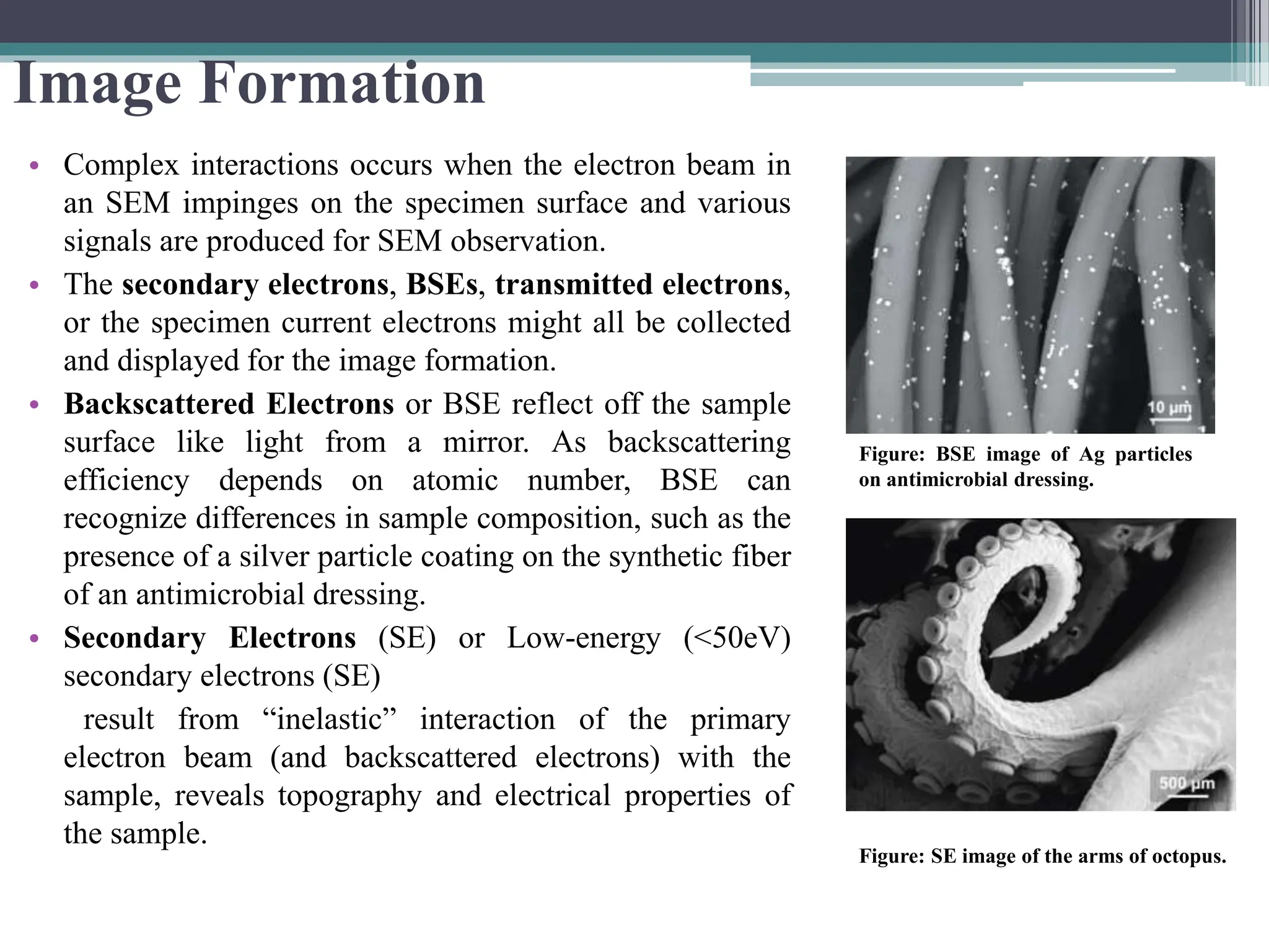 Scanning Electron Microscopy Advantages, Application and Disadvantages ...