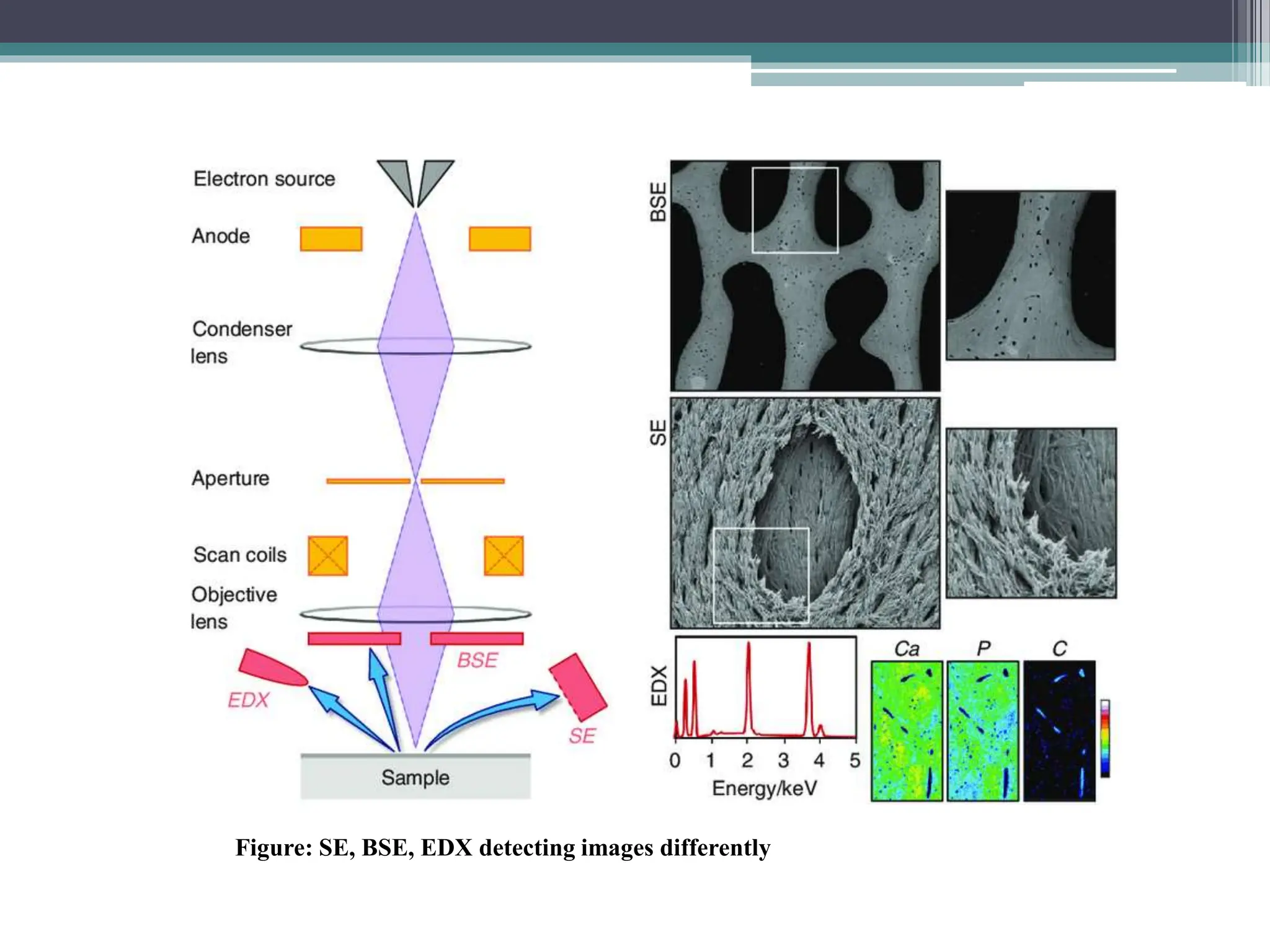 Scanning Electron Microscopy Advantages, Application and Disadvantages ...